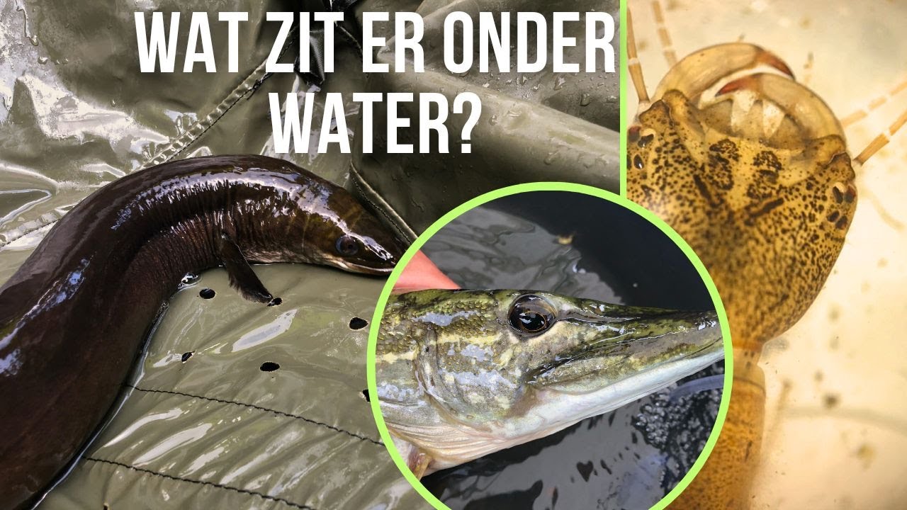 Heel veel snoek, paling en zeelt. Wat leeft er onder water? Met de ...