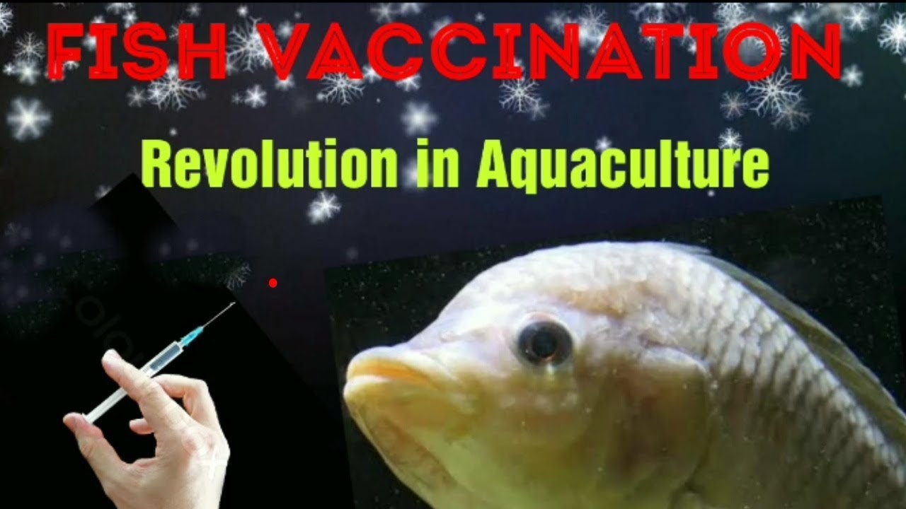Fish Vaccination for sustainable Aquaculture - YouTube