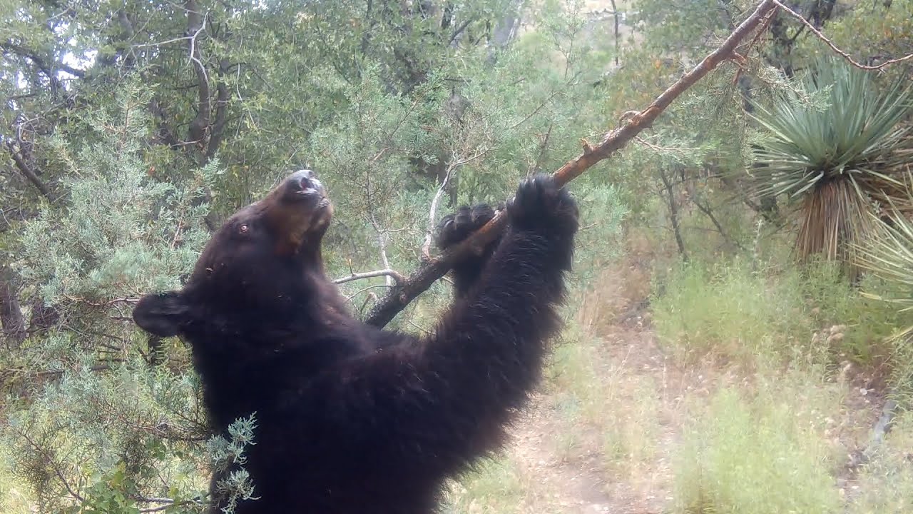 Bears at the rub tree - YouTube