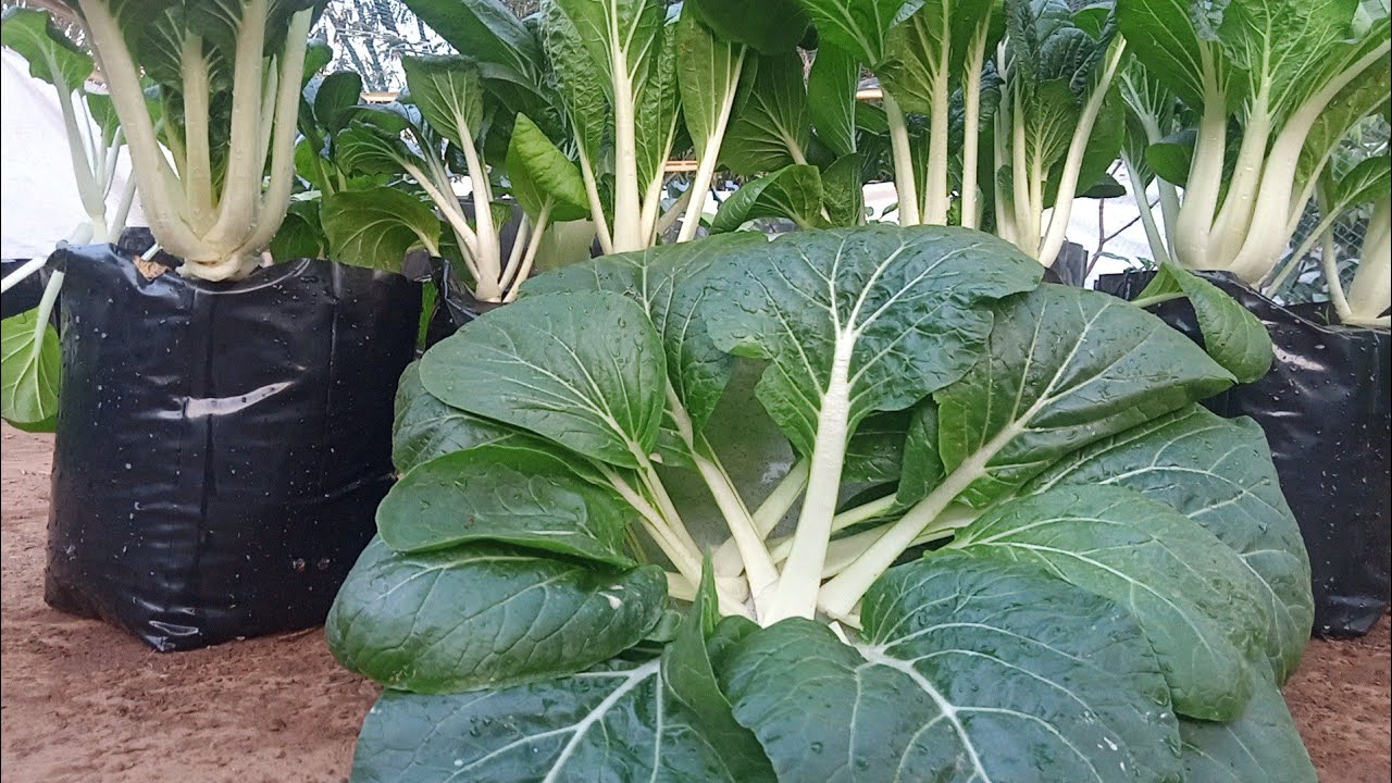 How to grow Pak Choi from grow bag || Pak Choi ko kaise Grow kare - YouTube