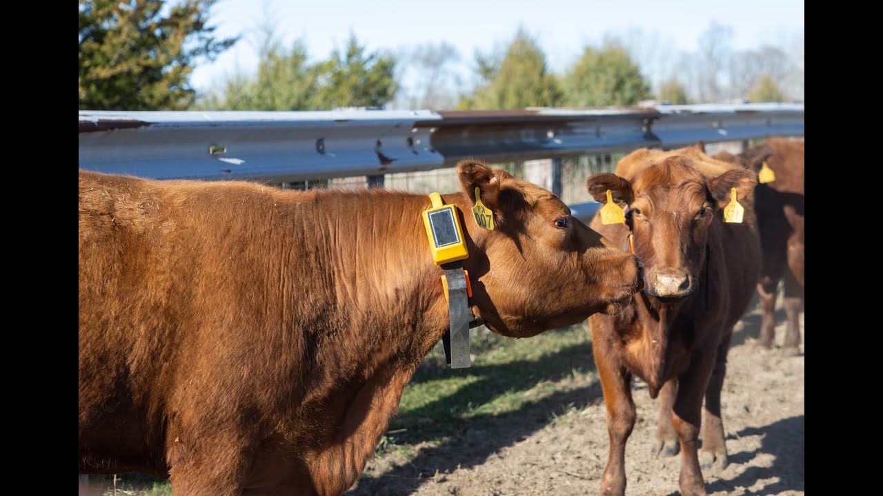 WIRED | Cows Wearing Collars, Corral Technologies - YouTube