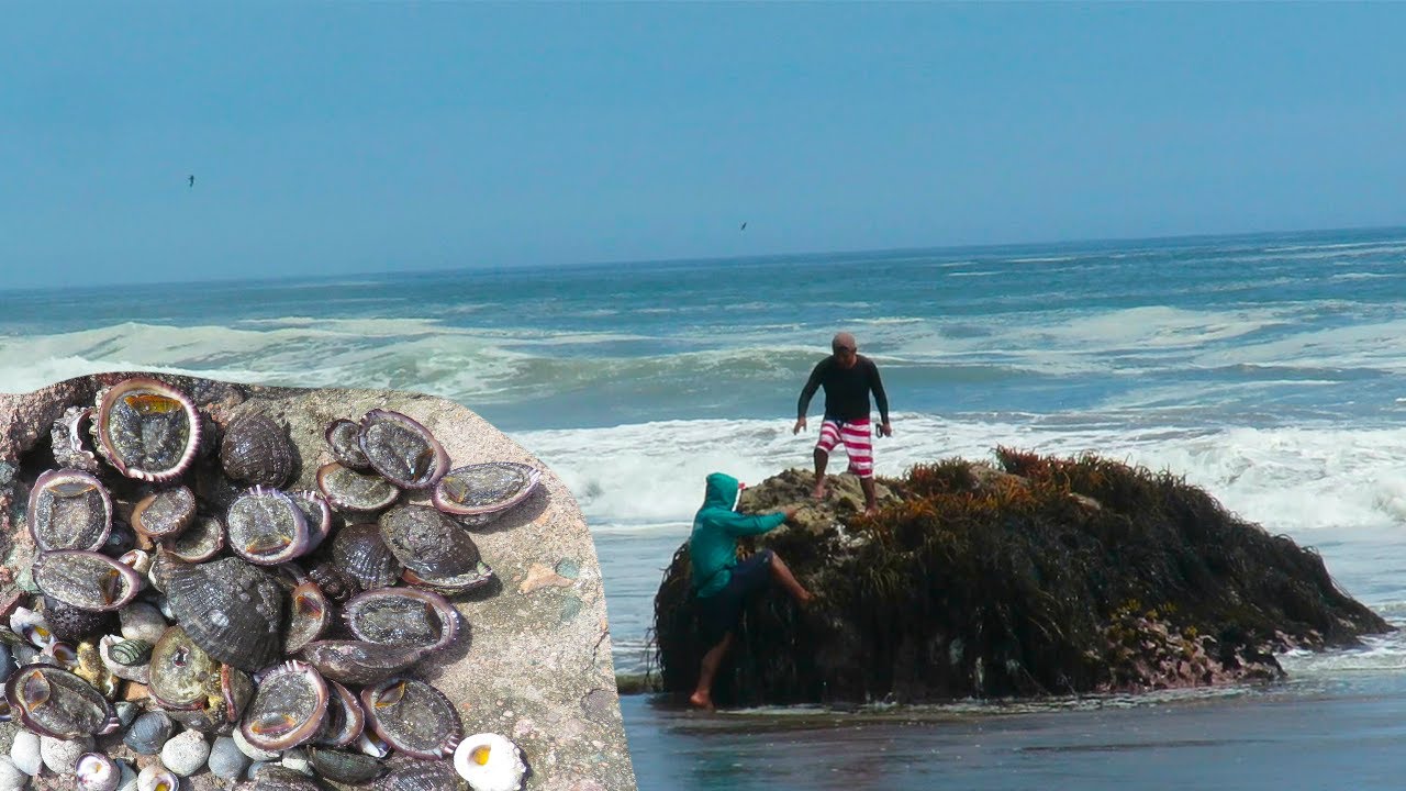 Así se sacan a los MARISCOS DEL MAR ( pata de burro ) - pesca extrema ...