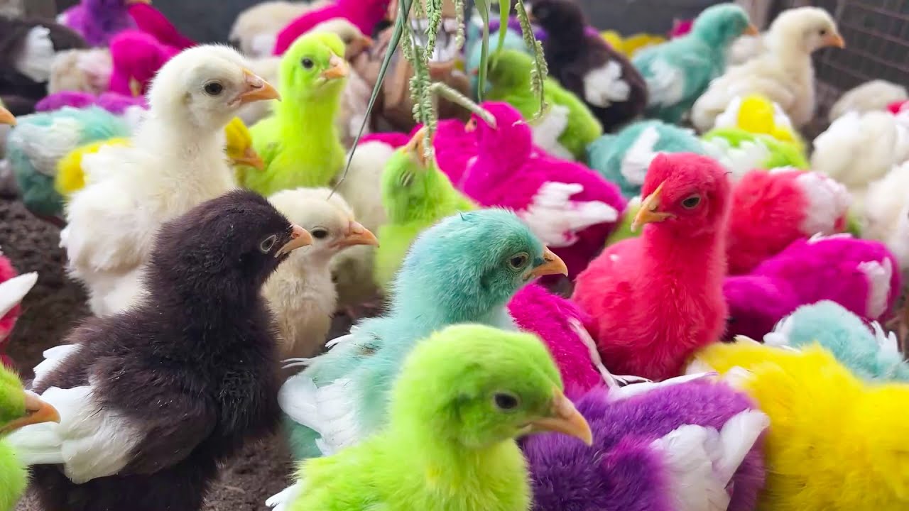Cute Baby Chicks Vs Dinosaur , Rainbow Chicks, Colorful Chickens, Cute ...