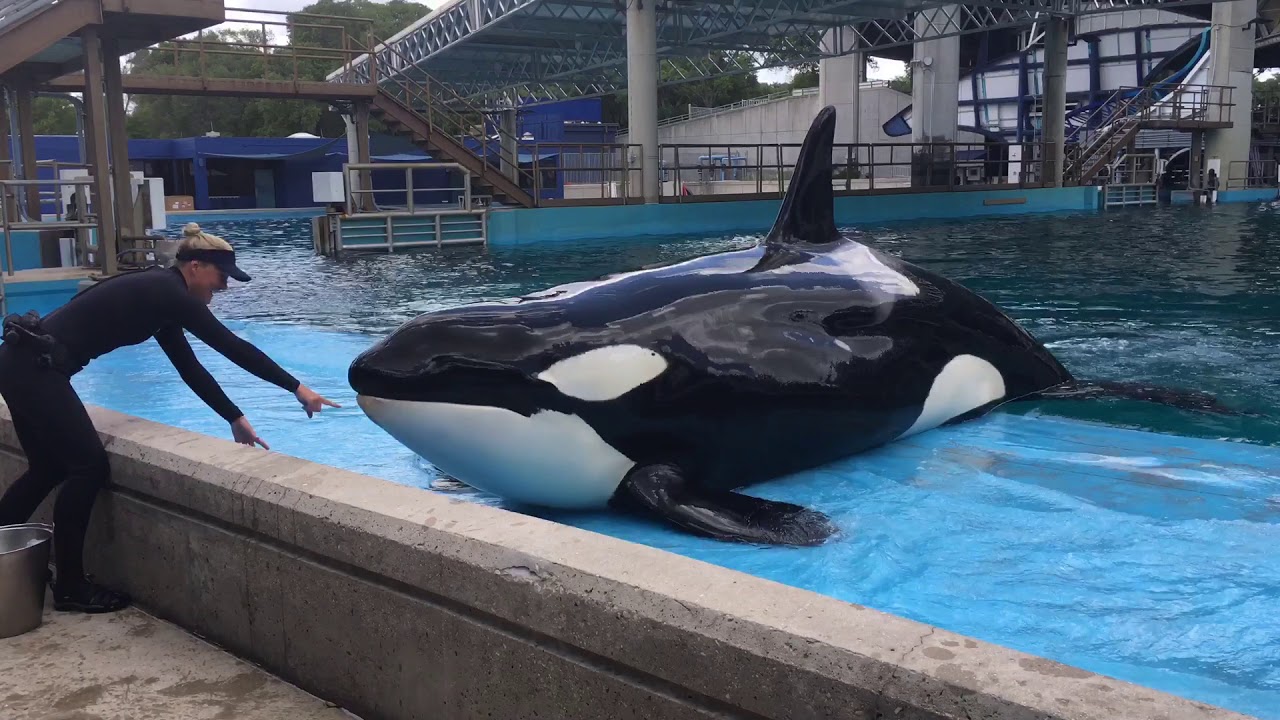 Takara during Dine With Shamu - YouTube