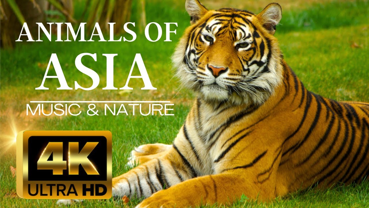 🐅🍃 ANIMALS OF ASIA 4K | Native Animals of Asia, Relaxing Film in 4k 60 ...