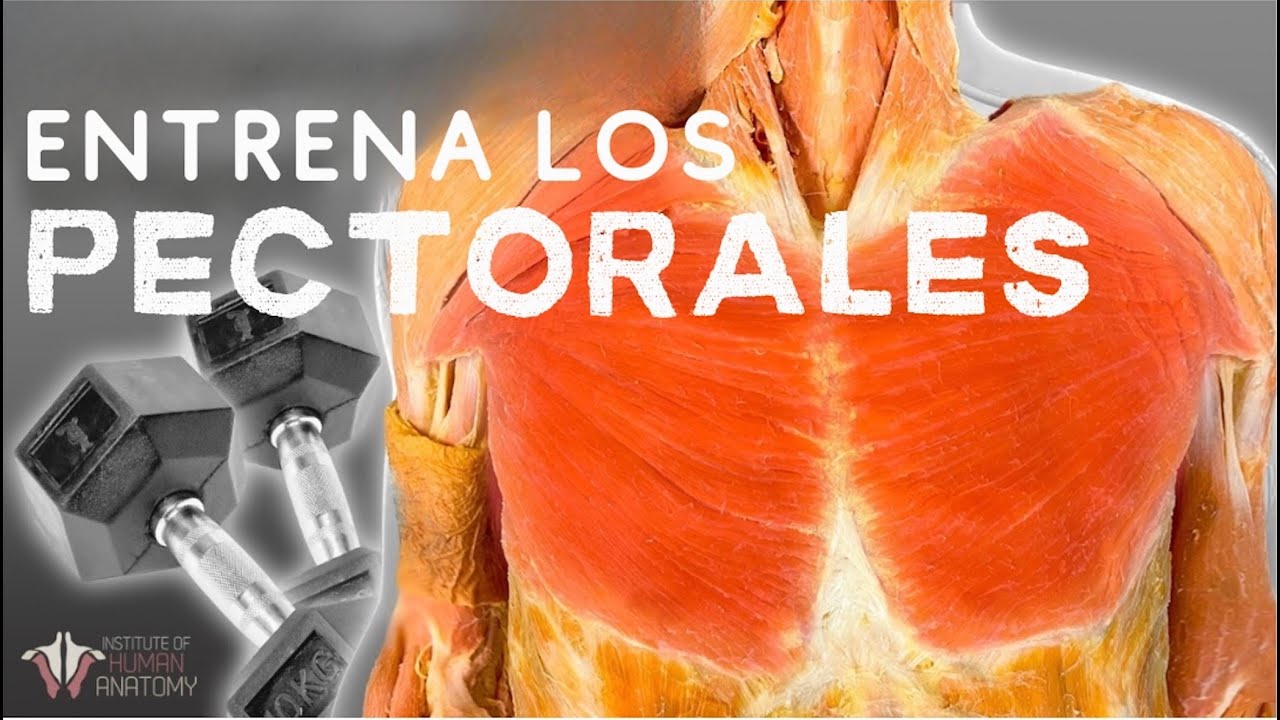 Pectorales: La Anatomia y Entrenamiento para un Pecho "de Acero" - YouTube