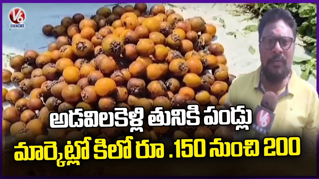 Tuniki Fruit Season Begins At Kautala Area | Komaram Bheem Asifabad ...