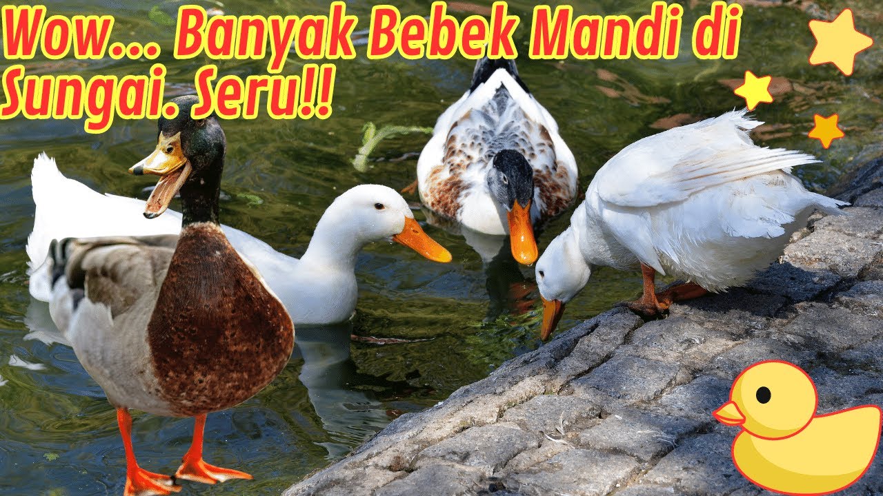 Lagu Bebek Adus Kali Versi Dangdut Koplo Paling Seru dengan video Bebek ...