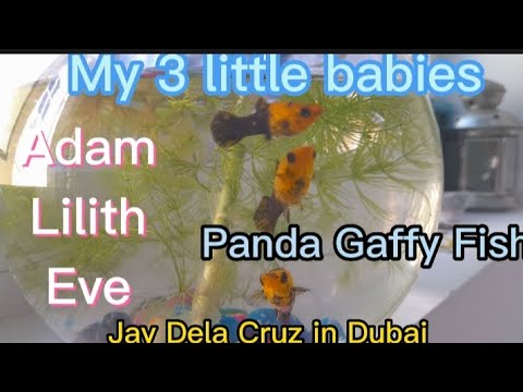 Panda Gaffy Fish #dubai @jaydelacruzindubai - YouTube