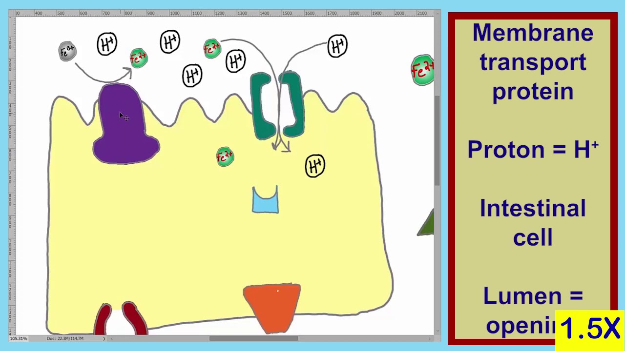 Blood L23 Iron 150X - YouTube