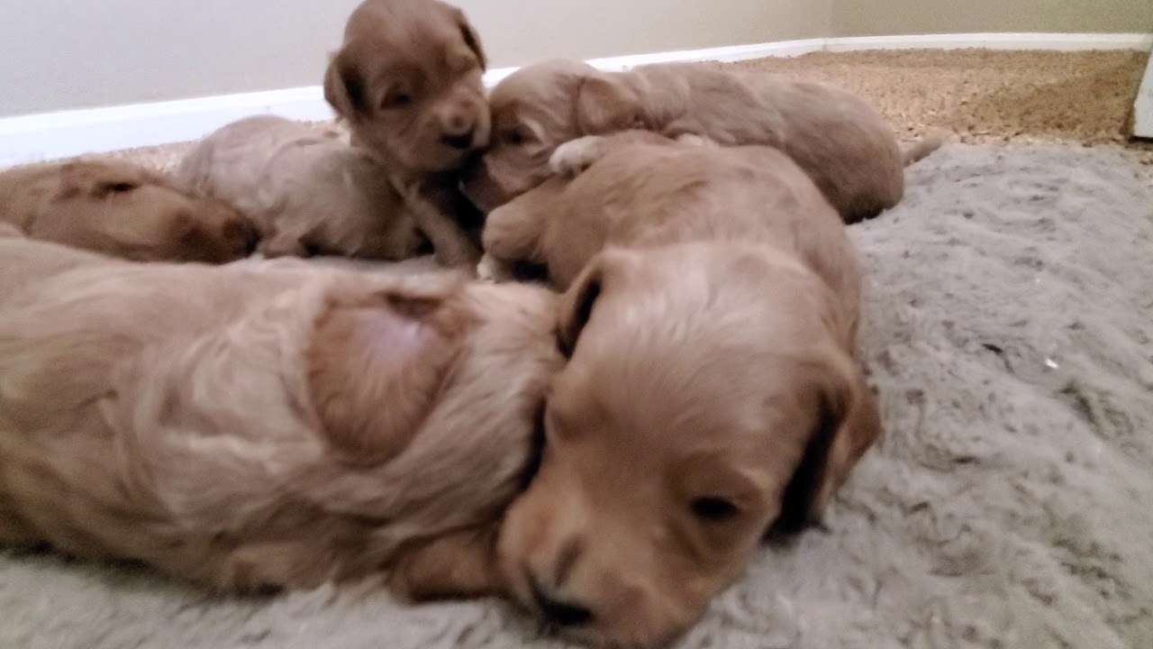 Pinkerton puppies 0102 - YouTube