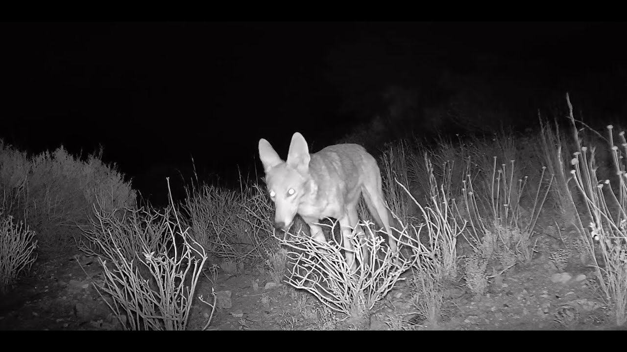 Arizona Trail Cam -- Coyotes | Baby Deer - Fawns | Deer - Bucks | Fox ...