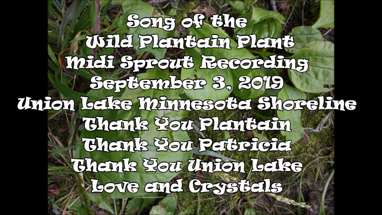 Song of the Wild Plantain 9 3 2019 Union Lake Minnesota - YouTube