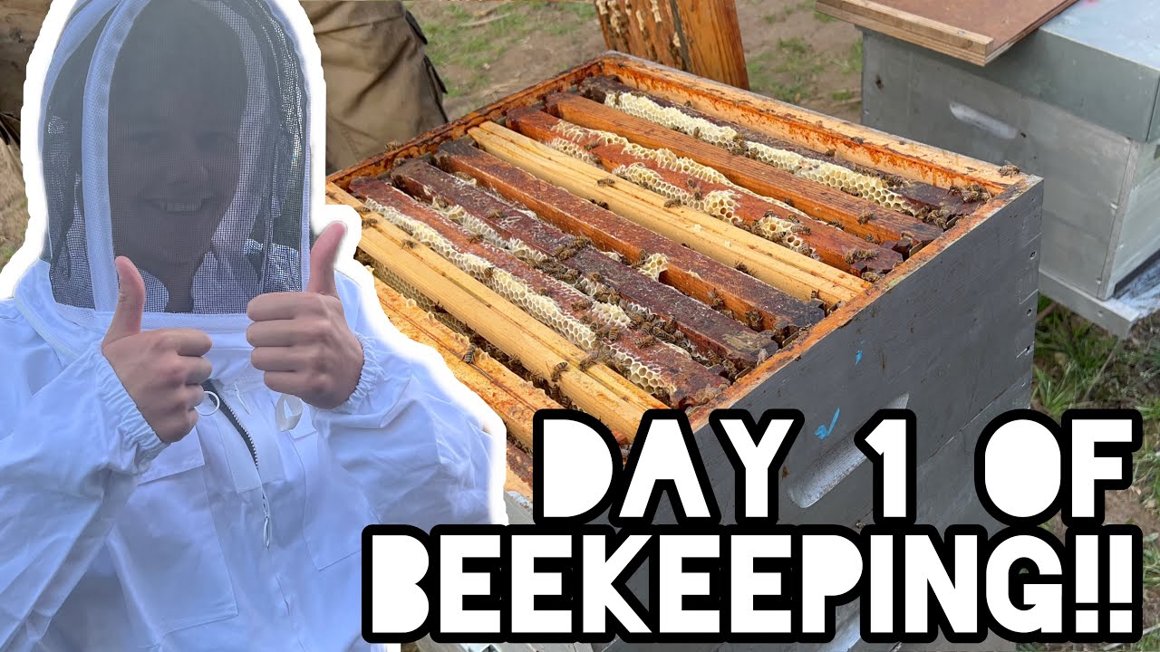 I Got My First Beehive!!! - YouTube