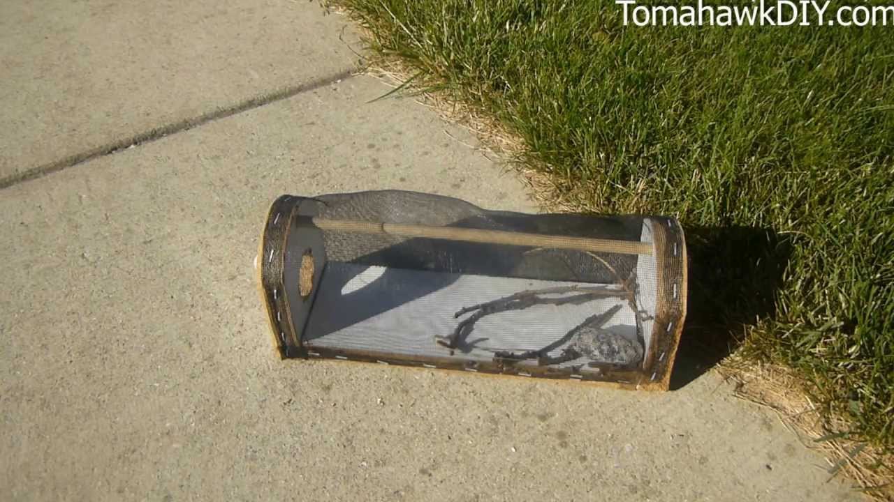 Fun Kids Craft - Cheap and Easy Bug House - YouTube