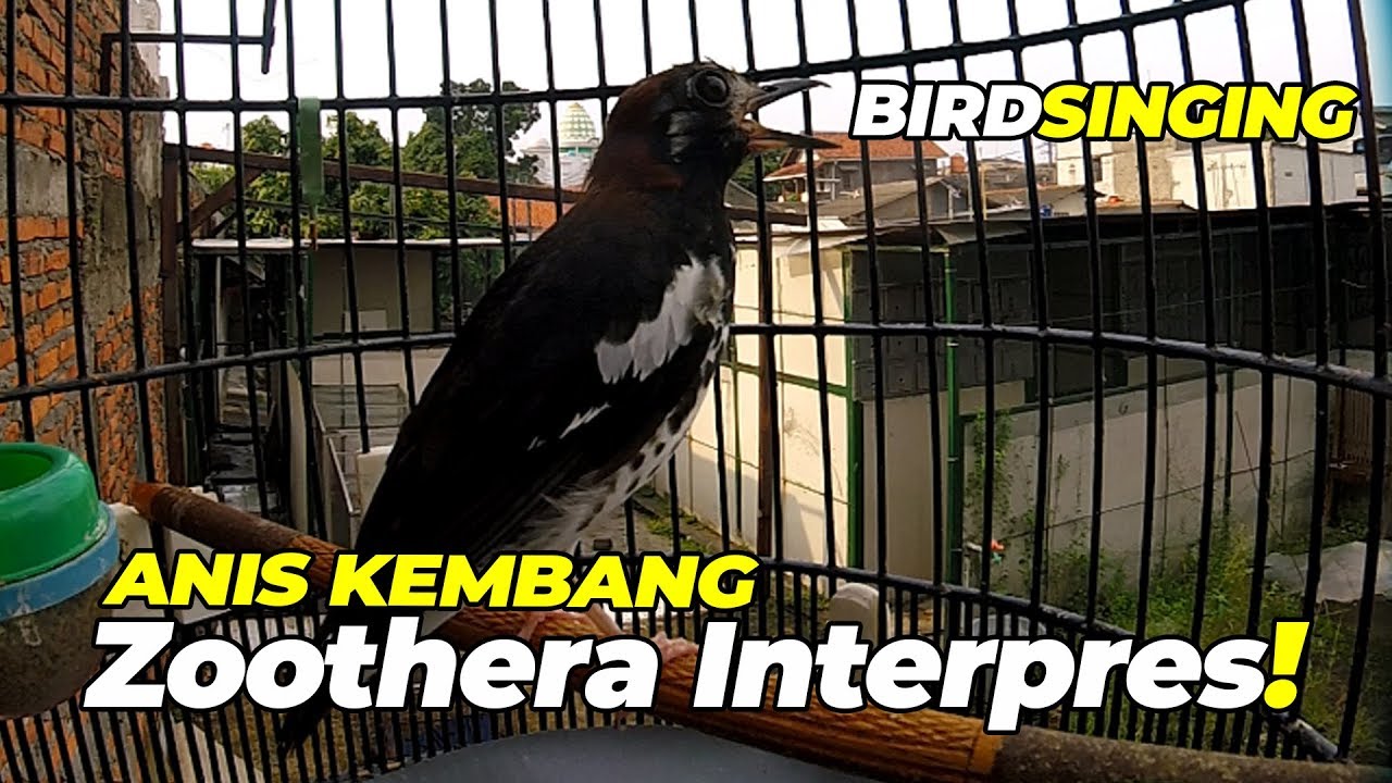 THE SOUND OF BIRDS | Zoothera Interpres | Pakan TWISTER Bikin Anis ...