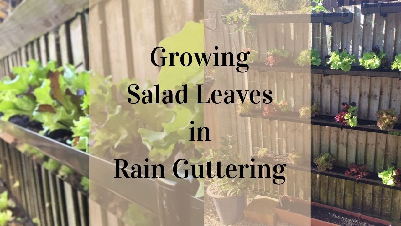 How to grow Salad Leaves in Rain Guttering - YouTube
