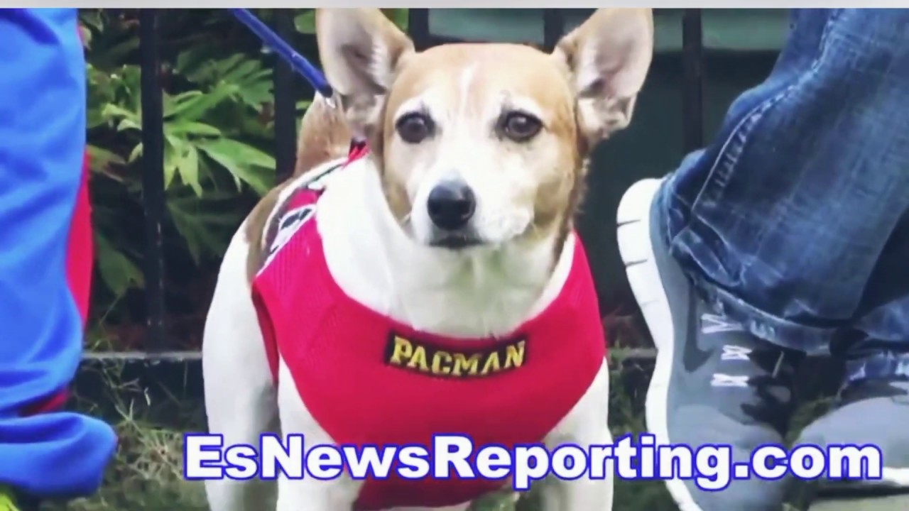 Pac-Man the dog manny pacquiao sidekick will be missed - YouTube