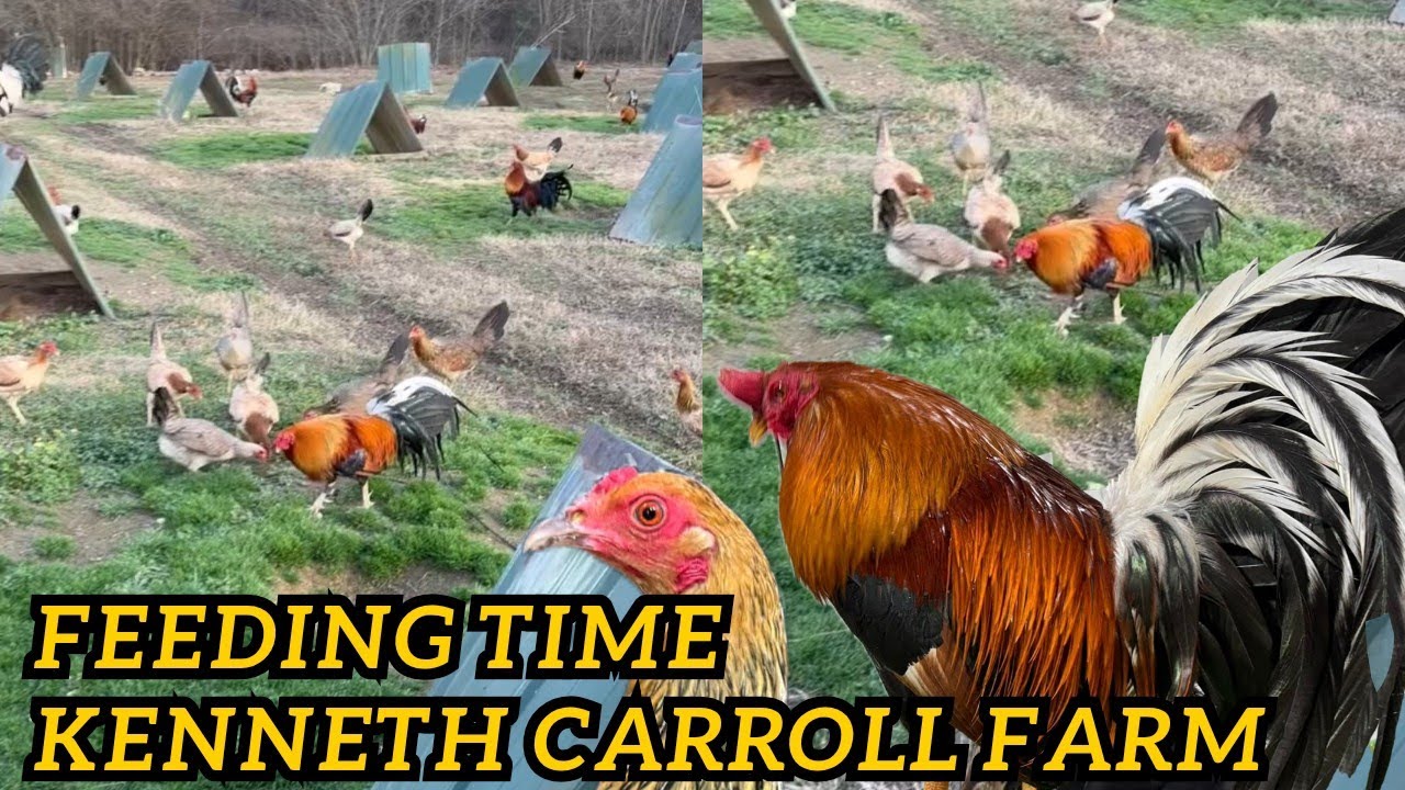 Mr. Kenneth Carroll Farm - Big Farm Feeding Time Free Range - YouTube