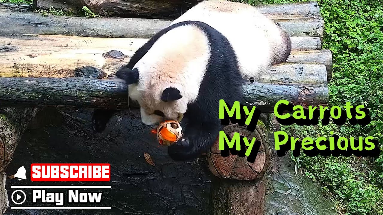 Pandas Eating Carrots