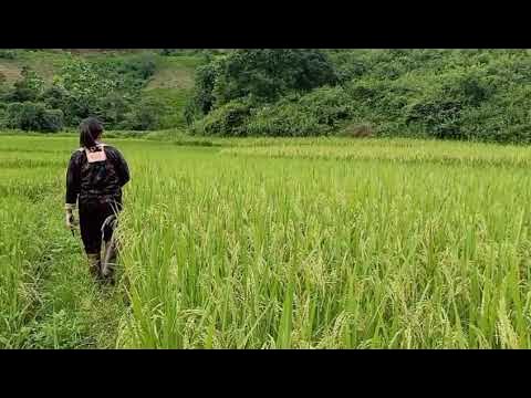 hnub no mus saib liaj liaj twb yuav siav lawm os 13 tháng 9, 2023 - YouTube