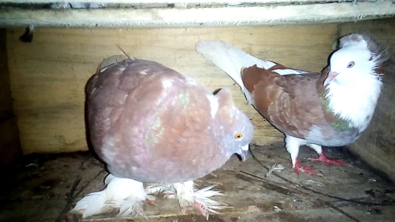 Fancy kabooter in Mumbai matheran - YouTube