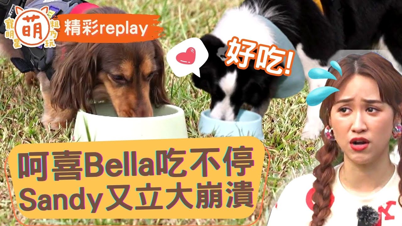 呵喜 Bella 大胃王比賽？來來來你過來 Sandy 林又立大崩潰【 萌寵明星粗乃玩 X 精彩replay】阿龐 余祥銓 韓菲 王敏淳 阿福 ...