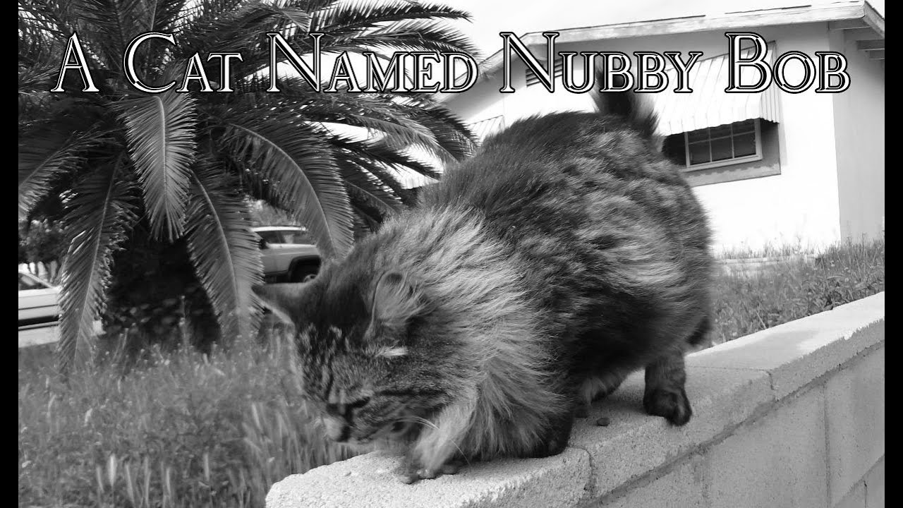 Remembering Nubby Bob the Cat - YouTube