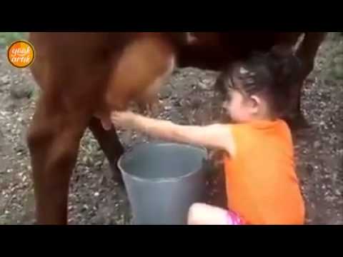 süt sağan ufaklık