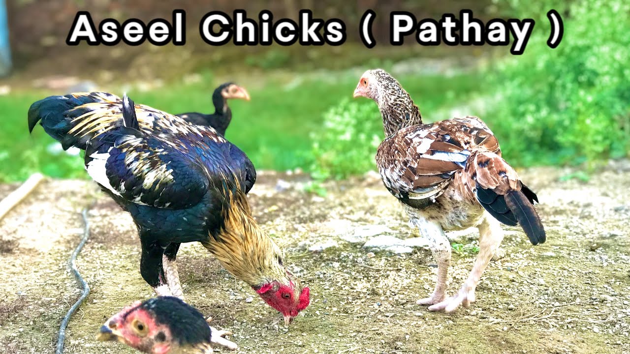 Aseel Pathay Pathiyan | Jawa Aseel pathay | Aseel chicks and roosters ...