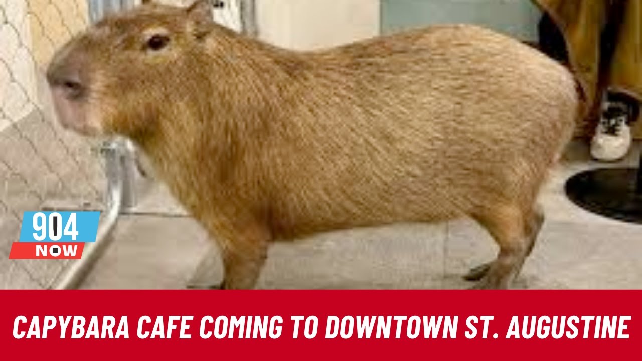 Capybara Cafe with Real Capybaras Opening Soon in St. Augustine | STOITM | 10-2-24 - YouTube