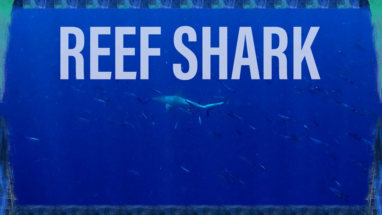 Great Barrier Reef Shark (4K) - YouTube