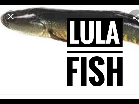 Sri Lankan Freshwater Fish Lula | Aruna Namal - YouTube