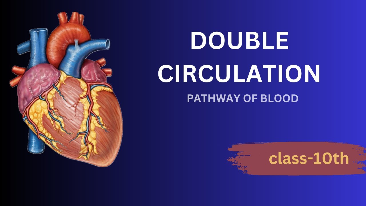 DOUBLE CIRCULATION||PATHWAY OF BLOOD||CLASS 10 - YouTube