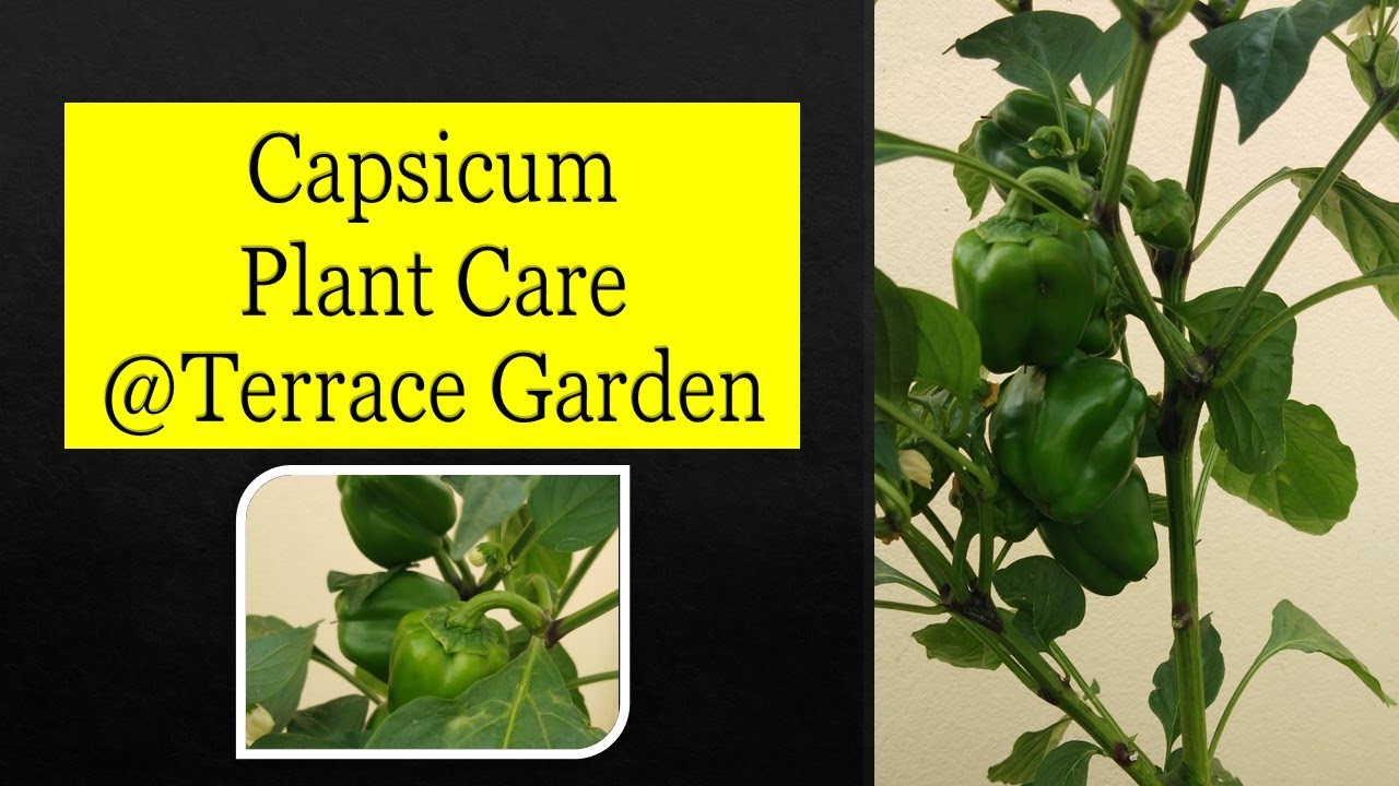 Capsicum plant care @ Terrace Garden - YouTube