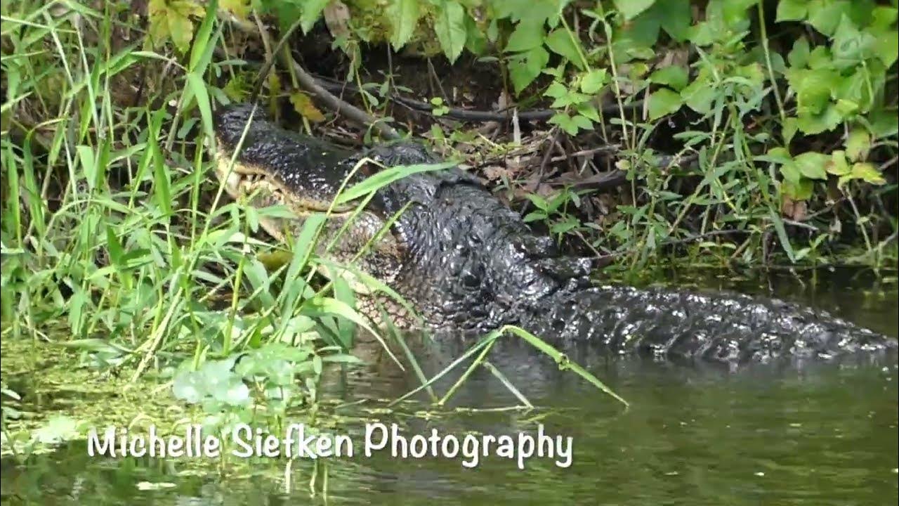 GATORS BELLOWING at Circle B Bar Reserve in Lakeland, Florida - YouTube