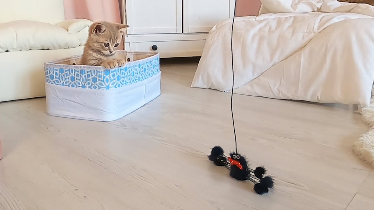 Kitten Mottie and His Home Entertainment - YouTube