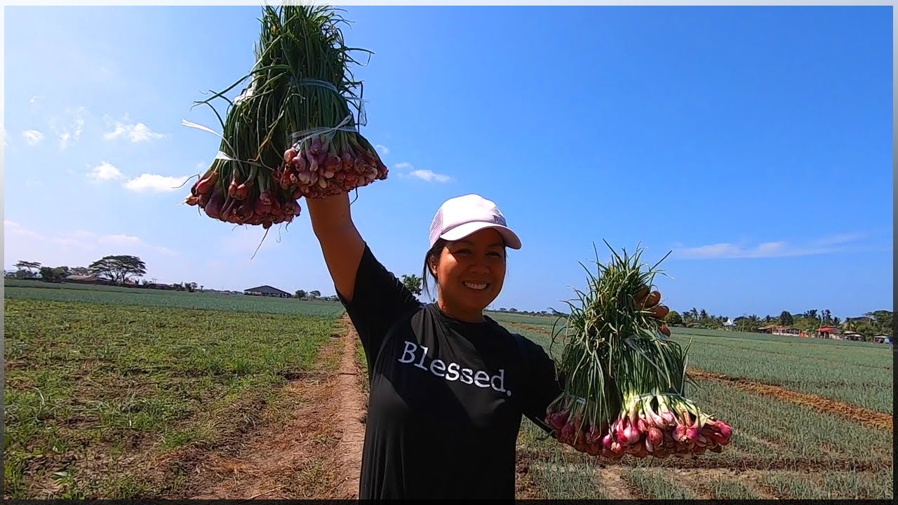 EP206 - Nakiani ng Sibuyas Tagalog (Spring Onions) | Mrs. Harabas - YouTube