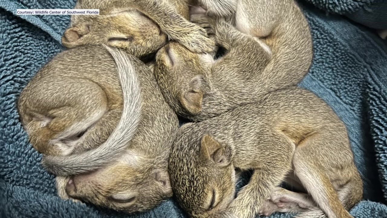 Hundreds of animals displaced by Hurricane Ian recovering at wildlife ...