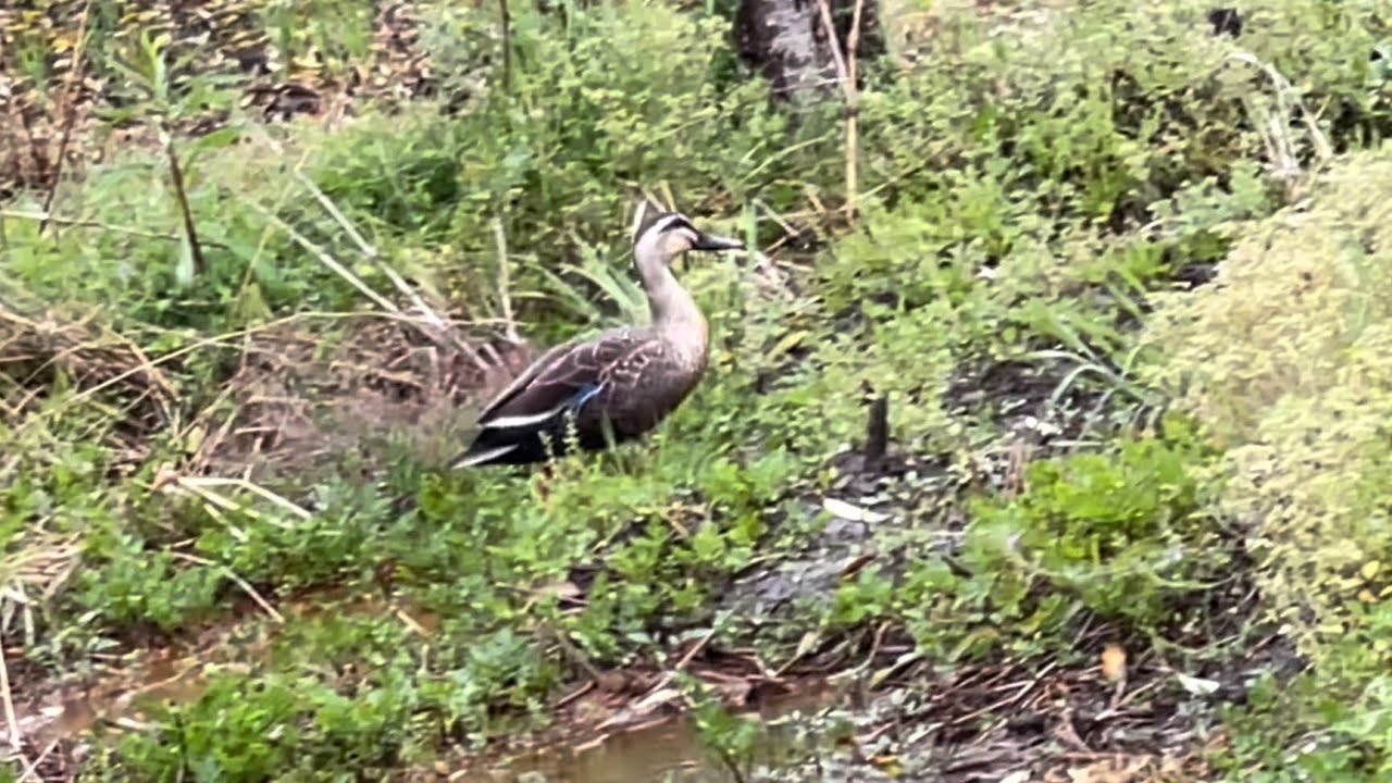 ️ A crow attack ducks - YouTube