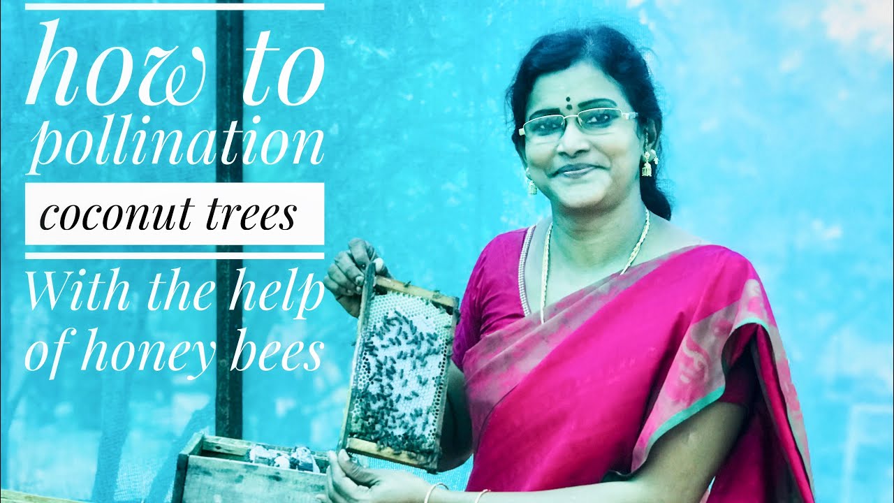 How to pollination coconut trees (with the help of honey bees) ||Vibis ...