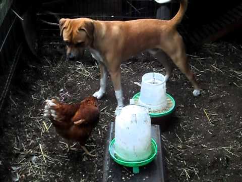 Chicken Hen Pecking Puppy Dog Boxer / Staffie - YouTube