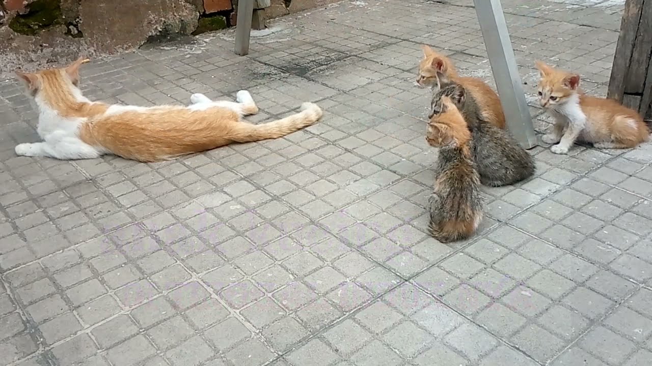 Anak kucing 2 bulan tanpa induknya tapi tetap sehat dan bahagia - YouTube