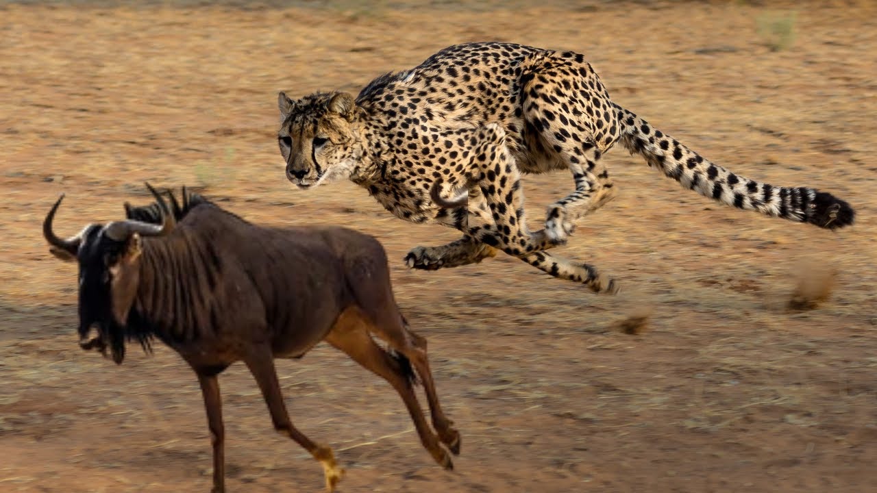 Cheetah hunting strategy | How Cheetah Hunting a Wildebeest - YouTube