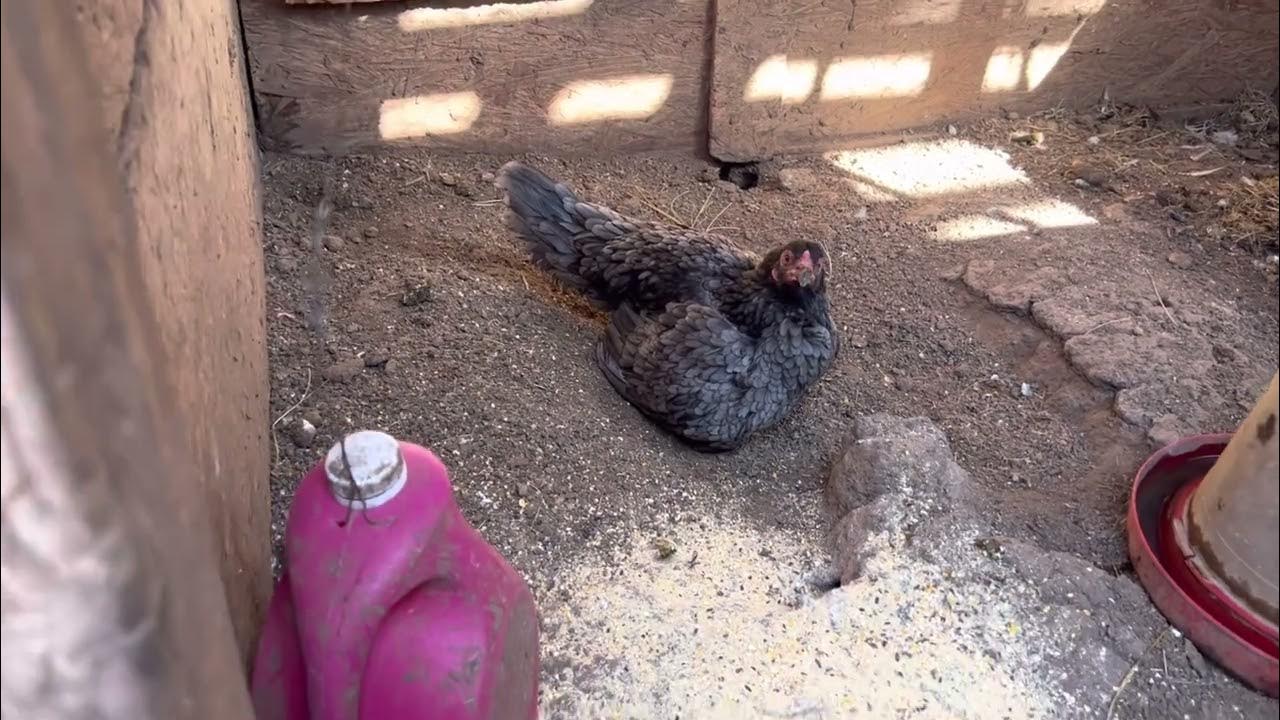 Qaib tham ua si. - YouTube