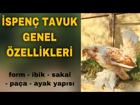 İSPENÇ TAVUK GENEL ÖZELLİKLERİ - STANDARTLARI / FORM - İBİK - SAKAL - PAÇA - AYAK YAPISI