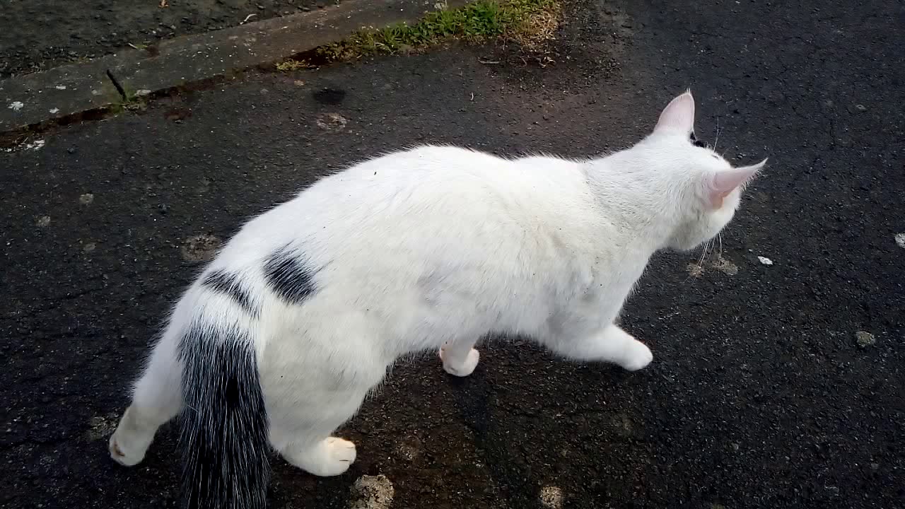 NCTM Magazine - The Adventures of Wurzel - YouTube