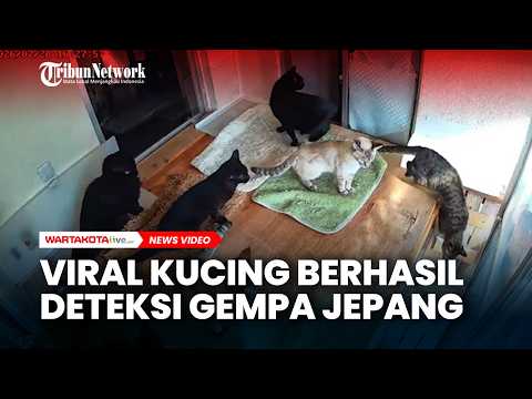 Viral Kucing Berhasil Deteksi Gempa Jepang Sesaat Sebelum Terjadi