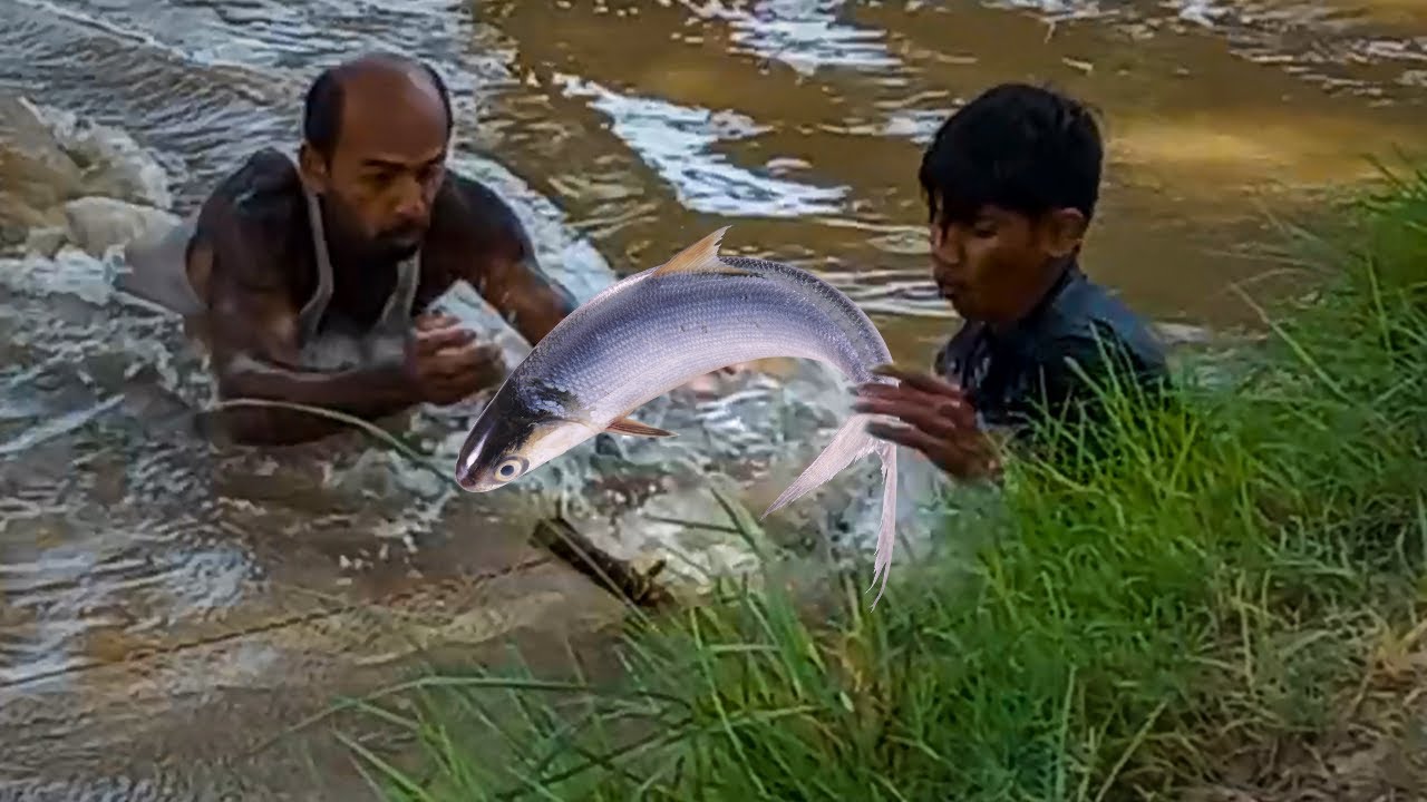 Fisherman Jumping on fish to catch fish with hands in the canal | Rural ...
