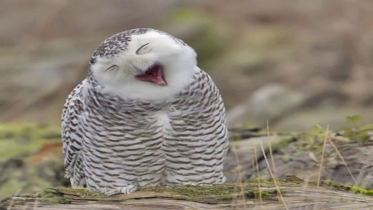 Funny Owls And Cute Owl Sweet Owls in Videos Compilation - YouTube